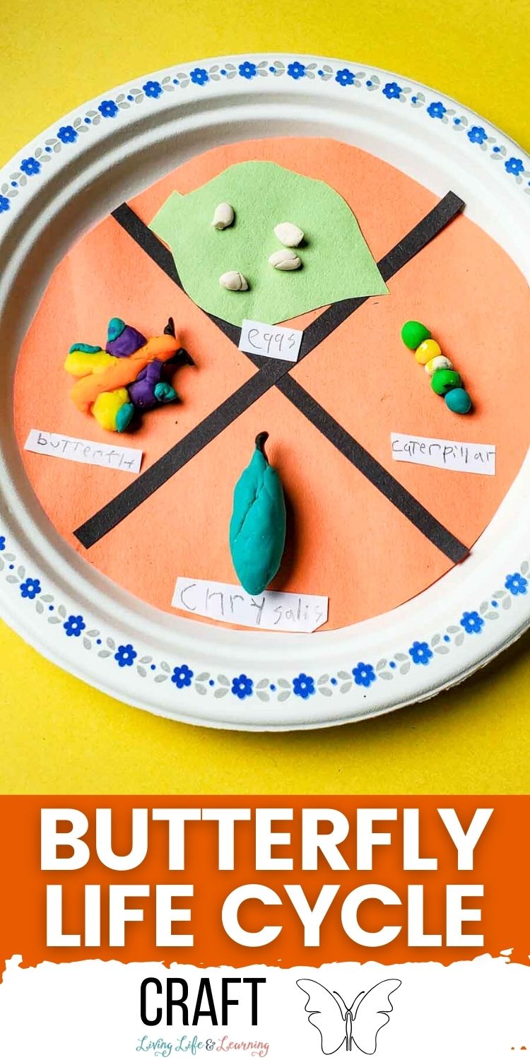 Discover the Fascinating Butterfly Life Cycle with a Craft