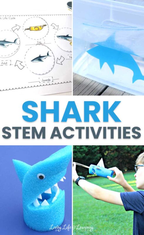 Shark STEM Activities