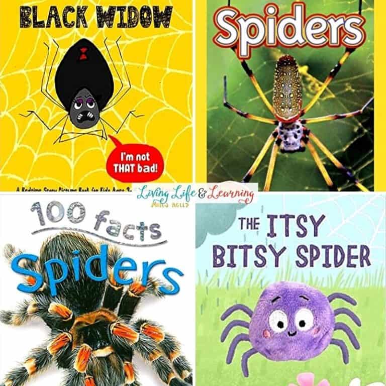 Best Spider Books for Preschoolers