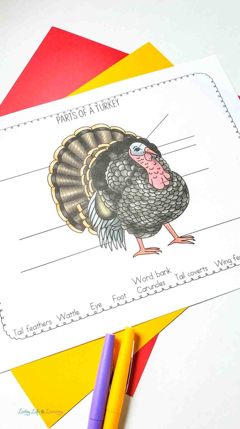 Parts of a Turkey Worksheet: Fun Thanksgiving Learning Activity