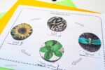 Sunflower Activities for Kindergarten