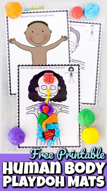 Human Body STEM Activities