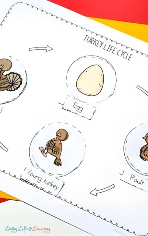 Life Cycle of a Turkey Worksheet: Learn How Turkeys Grow