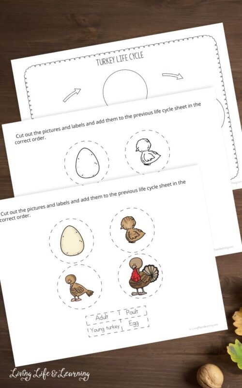Life Cycle of a Turkey Worksheet: Learn How Turkeys Grow