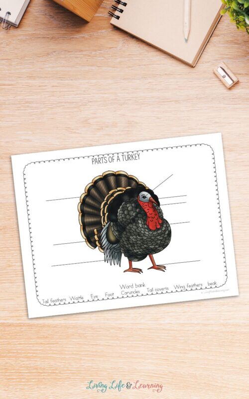 Parts of a Turkey Worksheet: Fun Thanksgiving Learning Activity