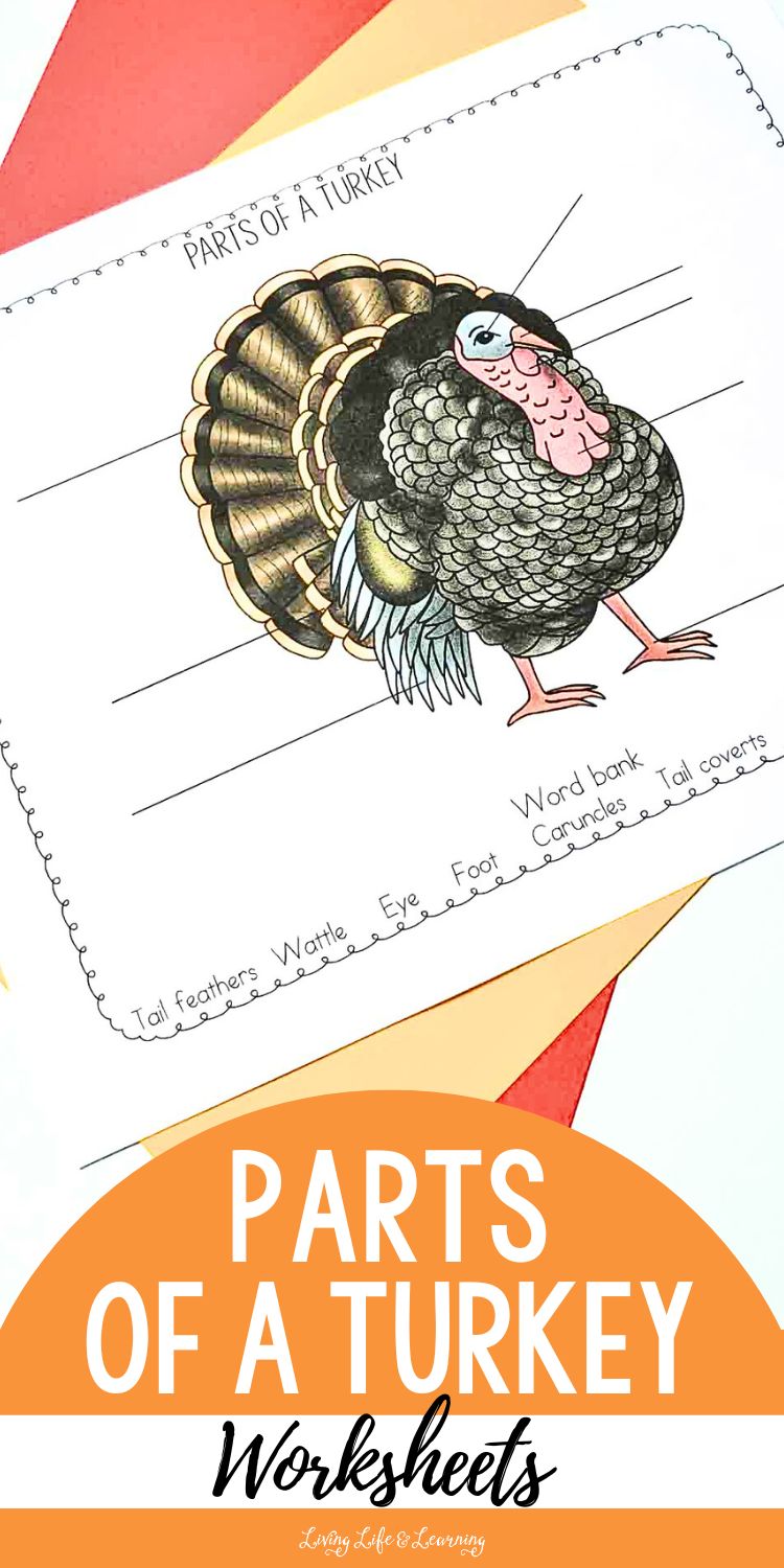 Parts of a Turkey Worksheet: Fun Thanksgiving Learning Activity