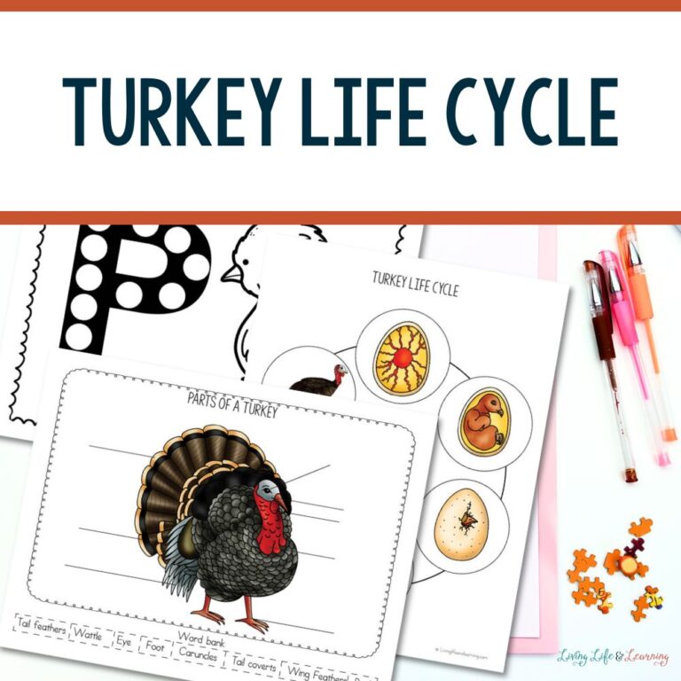 Parts of a Turkey Worksheet: Fun Thanksgiving Learning Activity