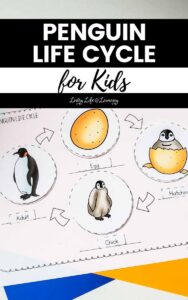 Penguin Life Cycle for Kids: Explore Animal Science