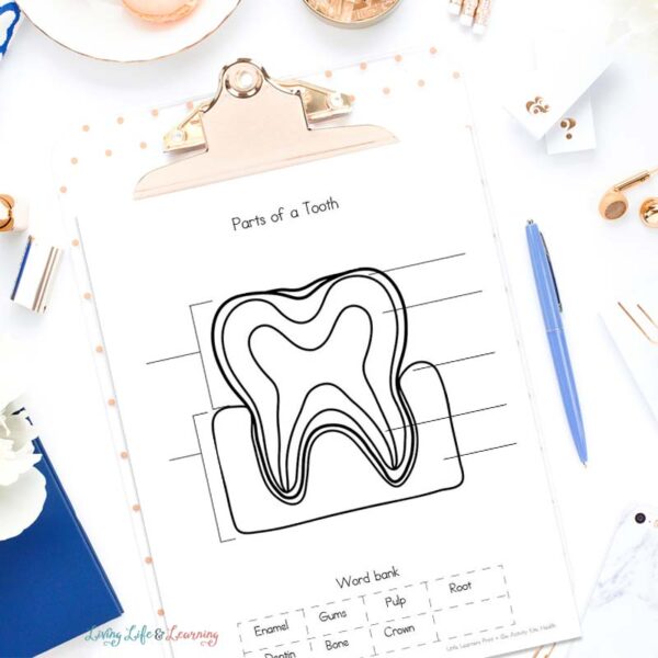Dental Health STEM Activities