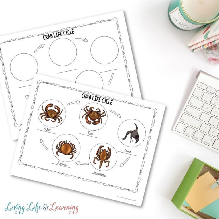 Crab Life Cycle Worksheets