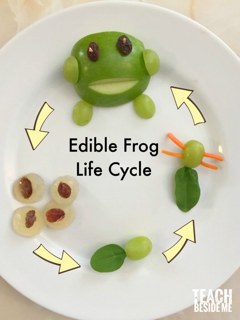 Frog Life Cycle Crafts
