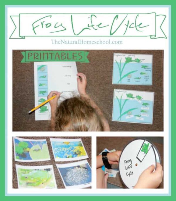 Frog Life Cycle Activities: Fun for Kids