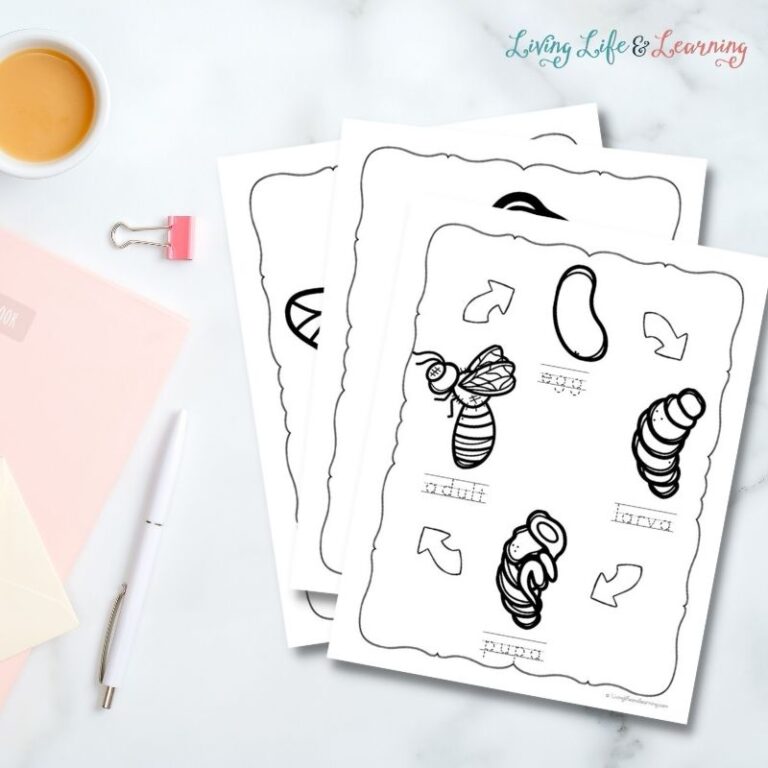 Life Cycle Activities for Preschoolers