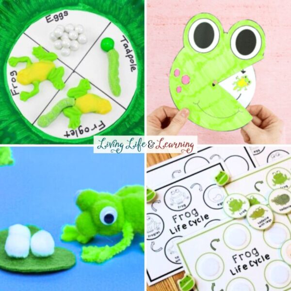Frog Life Cycle Activities: Fun for Kids