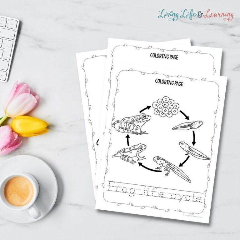Frog Life Cycle Coloring Pages