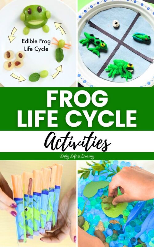 Frog Life Cycle Activities: Fun for Kids