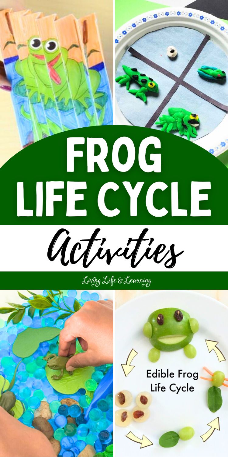 Frog Life Cycle Activities: Fun for Kids