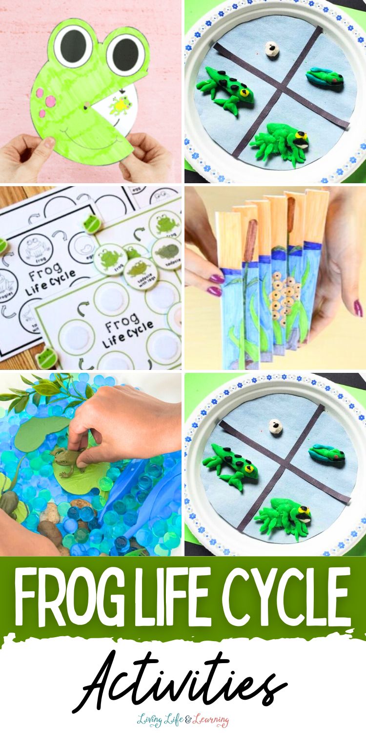 Frog Life Cycle Activities: Fun for Kids