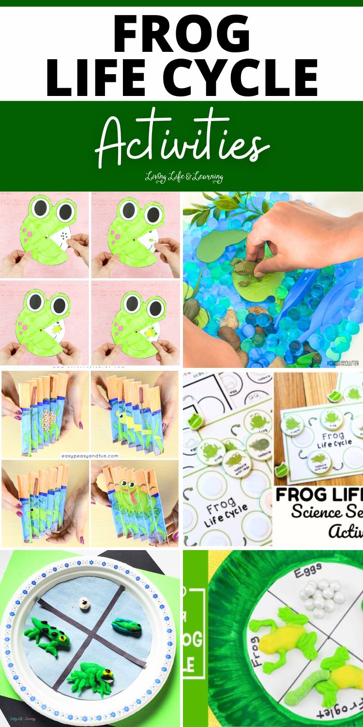 Frog Life Cycle Activities: Fun for Kids
