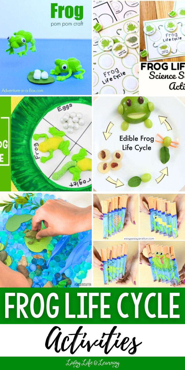 Frog Life Cycle Activities: Fun for Kids