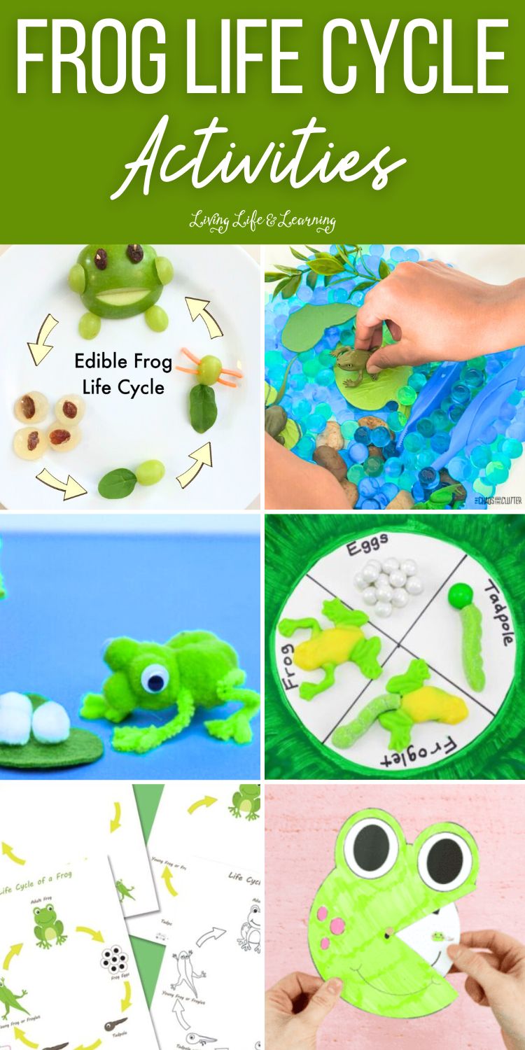 Frog Life Cycle Activities: Fun for Kids