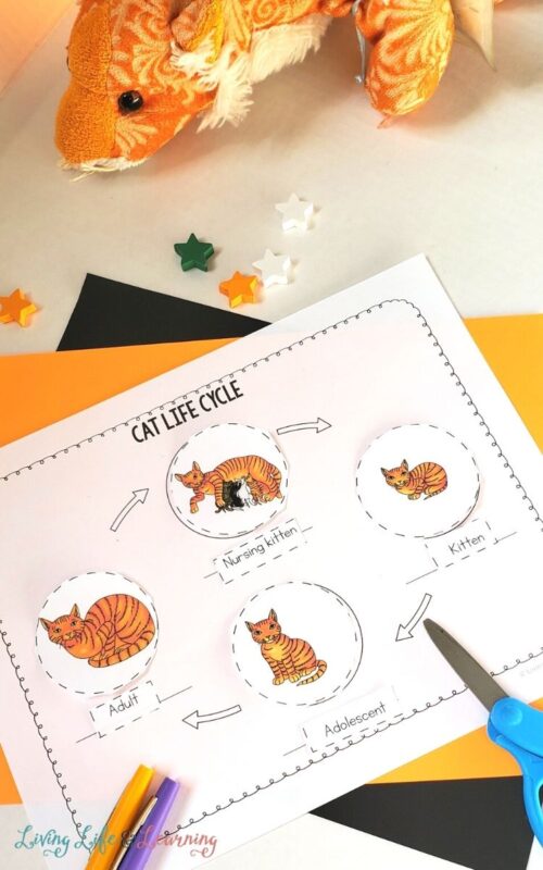 Life Cycle of a Cat Worksheet