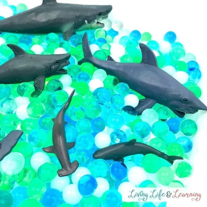 Shark Sensory Bin