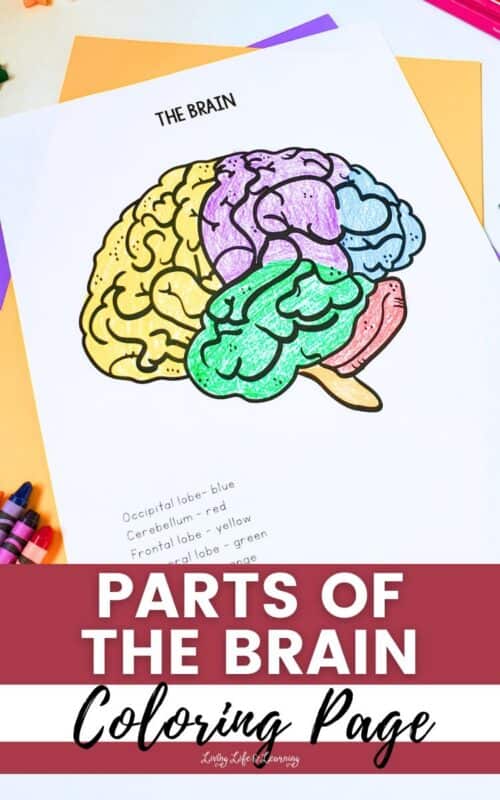 Parts of the Brain Coloring Page: Learn and Play