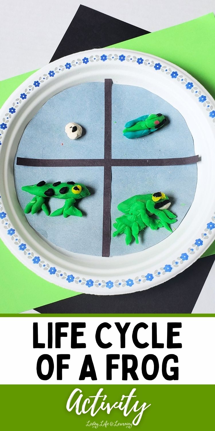 Life Cycle of a Frog Activity