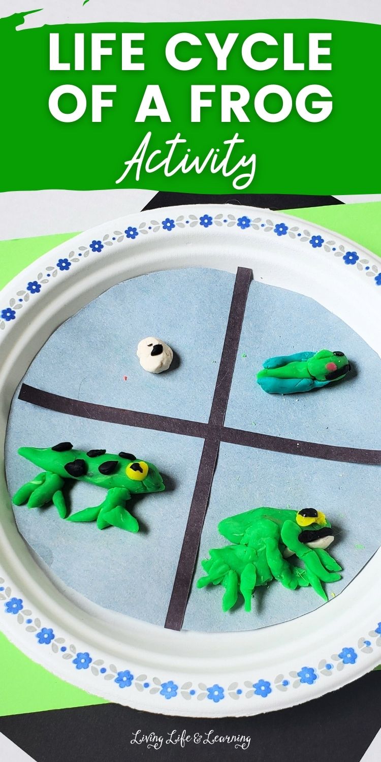 Life Cycle of a Frog Activity