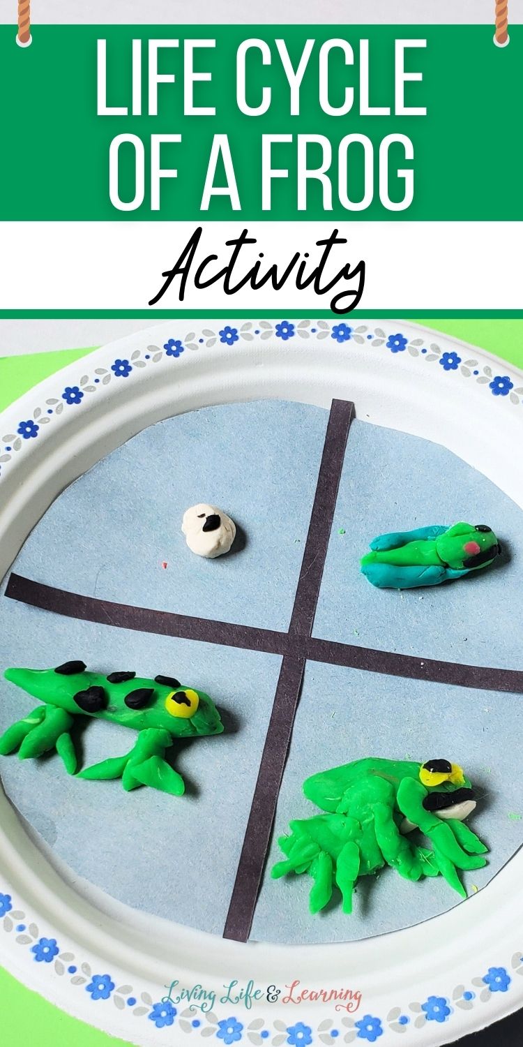 Life Cycle of a Frog Activity