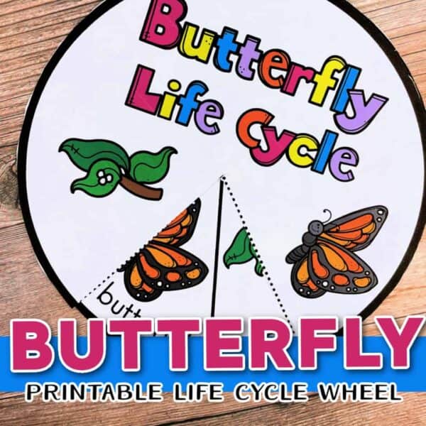 Butterfly Life Cycle Activities for Kindergarten