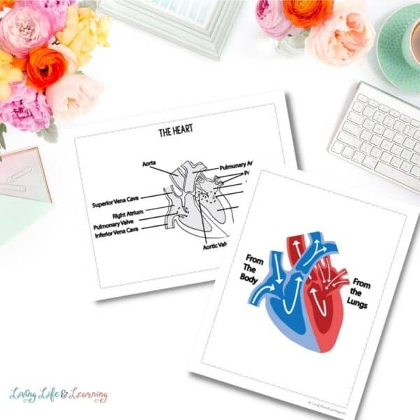 Human Heart Coloring Pages