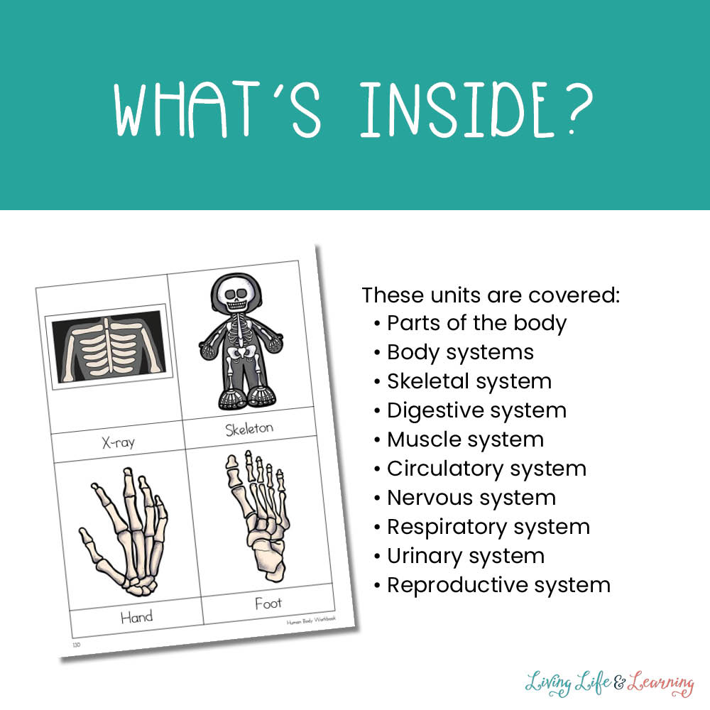 Skeleton Activities for Kindergarten