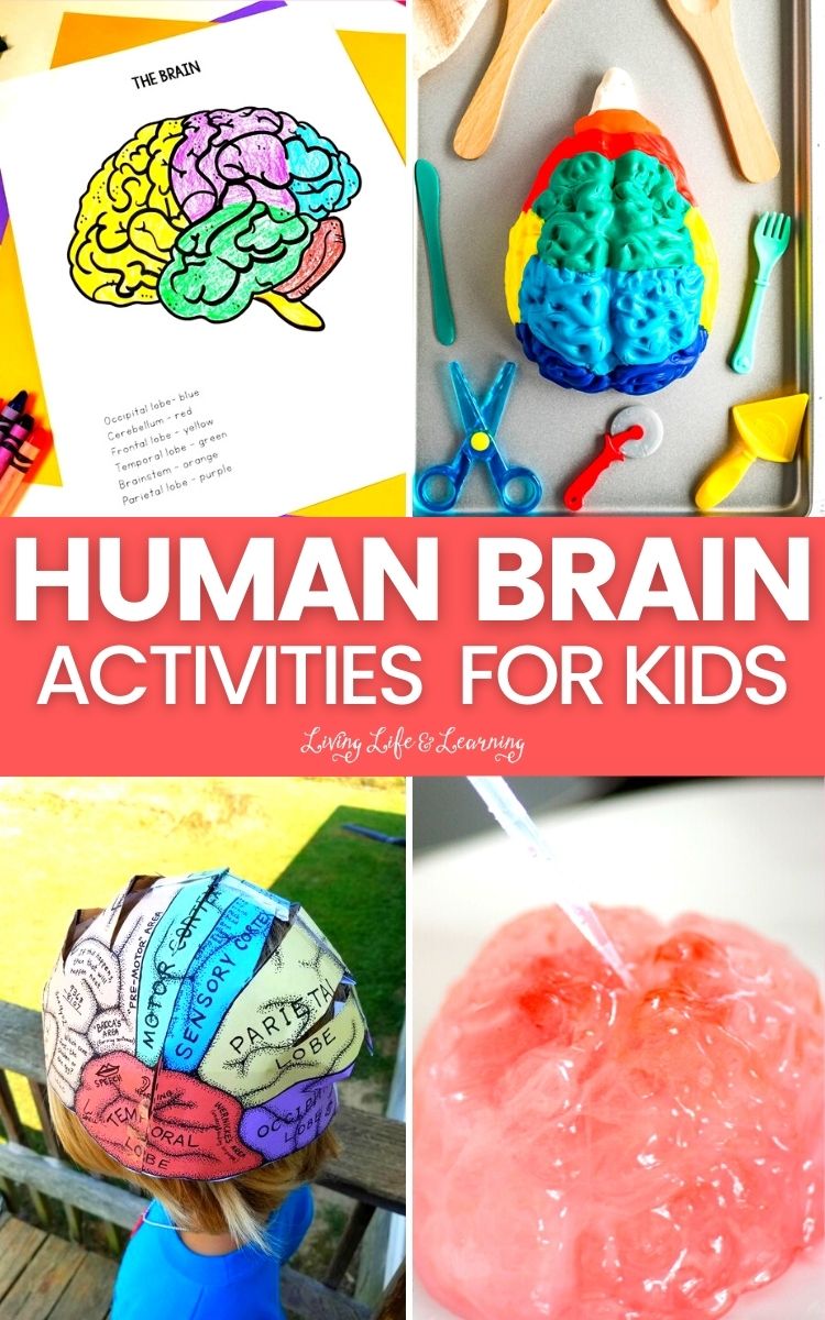 Human Brain Activities For Kids Human Brain Activities For Kids
