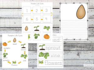 Fall Science Activities for Preschoolers