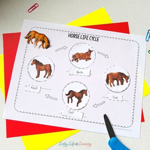 Life Cycle of a Horse Worksheet (Free Printable for Kids)
