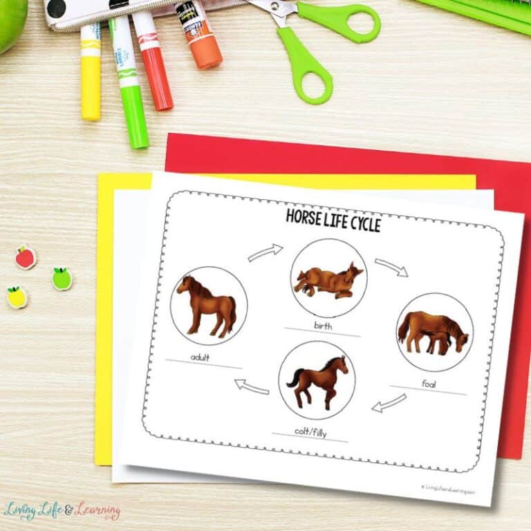 Life Cycle of a Horse Worksheet (Free Printable for Kids)