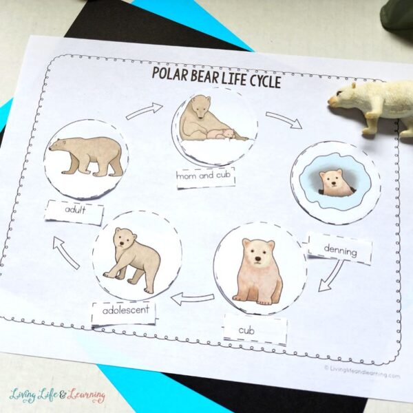 Polar Bear STEM Activities