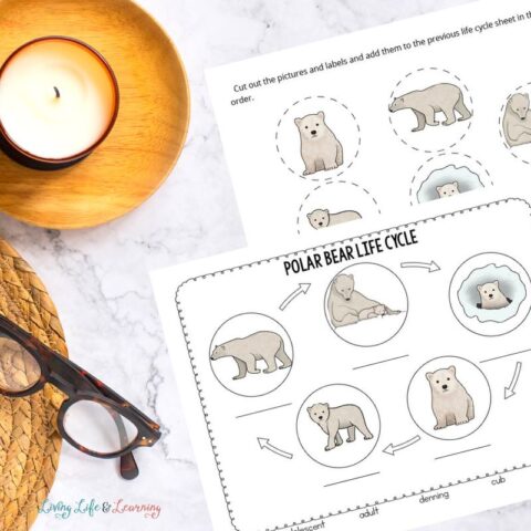 Polar Bear Life Cycle Worksheet