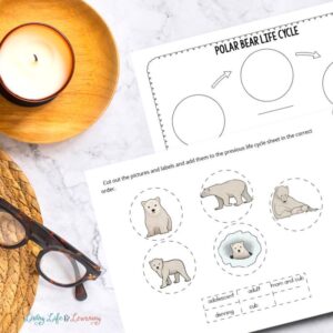 Polar Bear Life Cycle Worksheet