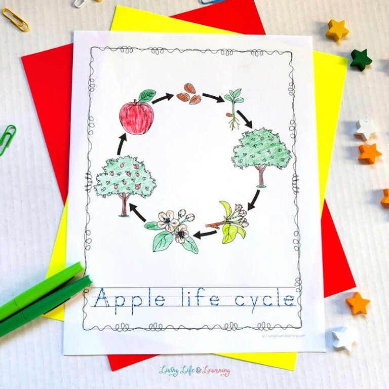 Apple Life Cycle Coloring Pages for Autumn Learning