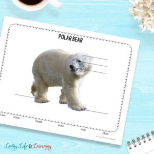 Label a Polar Bear Worksheet