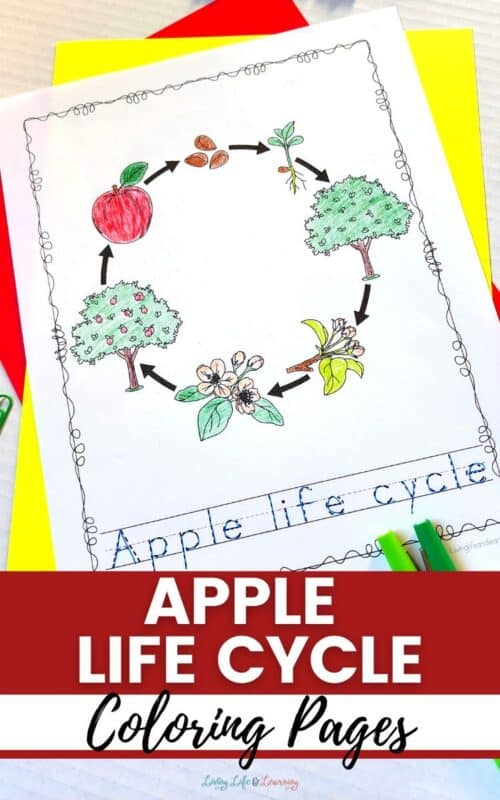 Apple Life Cycle Coloring Pages for Autumn Learning