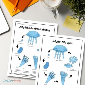 Jellyfish Worksheets