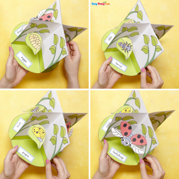 Fun Life Cycle Crafts