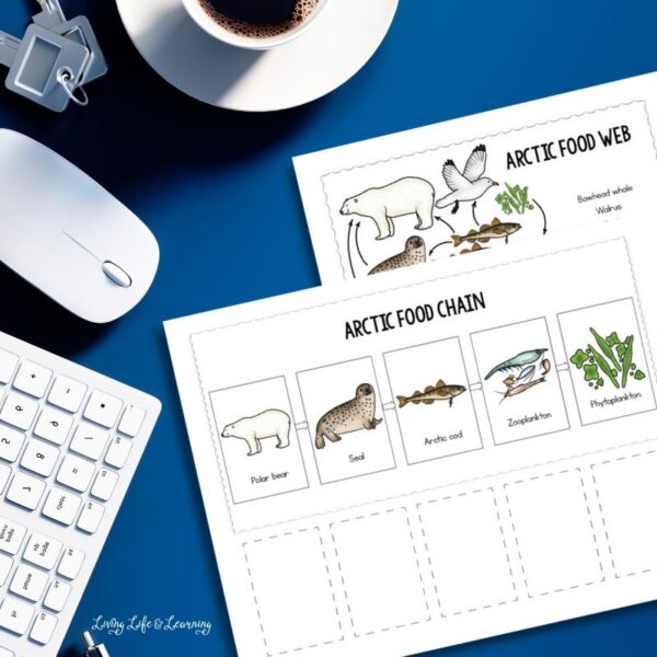 Arctic Food Chain Worksheets: Learning Made Easy