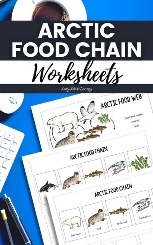 Arctic Food Chain Worksheets: Learning Made Easy