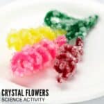 Flower Science Activities for Preschoolers to Explore This Spring