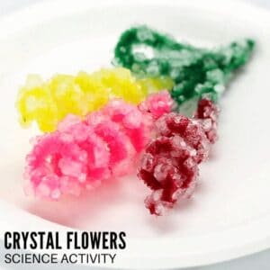 Flower Science Activities for Preschoolers to Explore This Spring